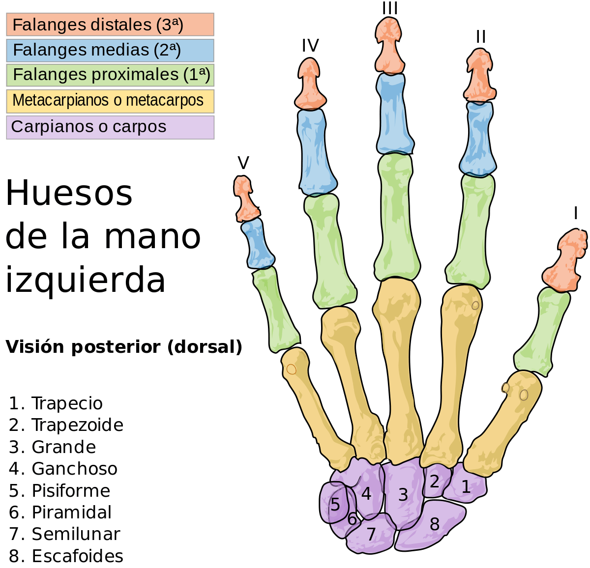 Fracturas de dedos y tipos de cirugía - Advansur Traumatología